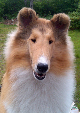 Alfenloch Collie puppies, Ontario, Canada - 2015 Collie puppies in ...